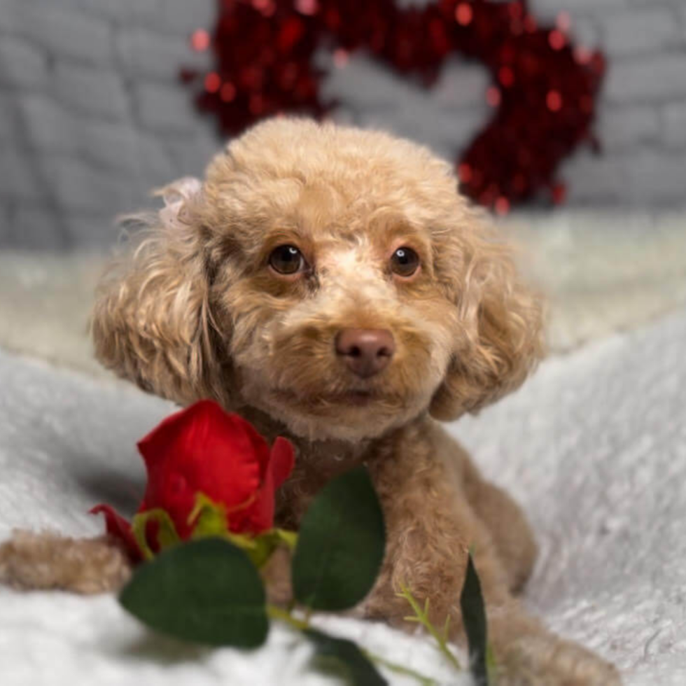 Consent Form | Topa Mountain Animal Hospital