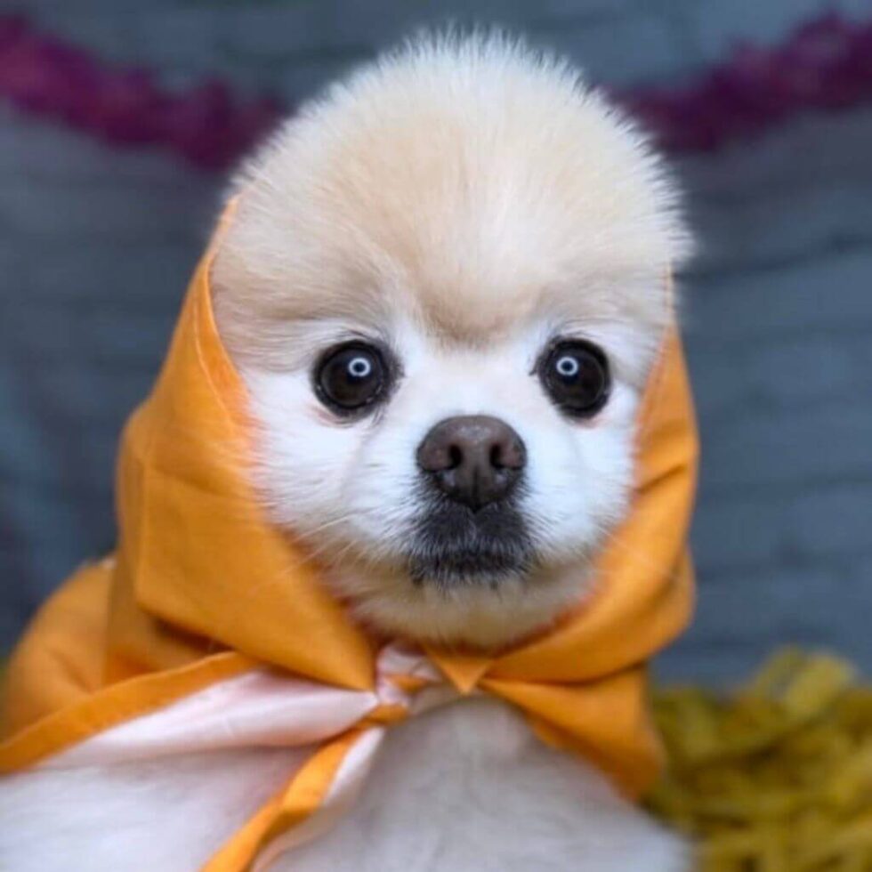 Veterinary Resources | Topa Mountain Animal Hospital